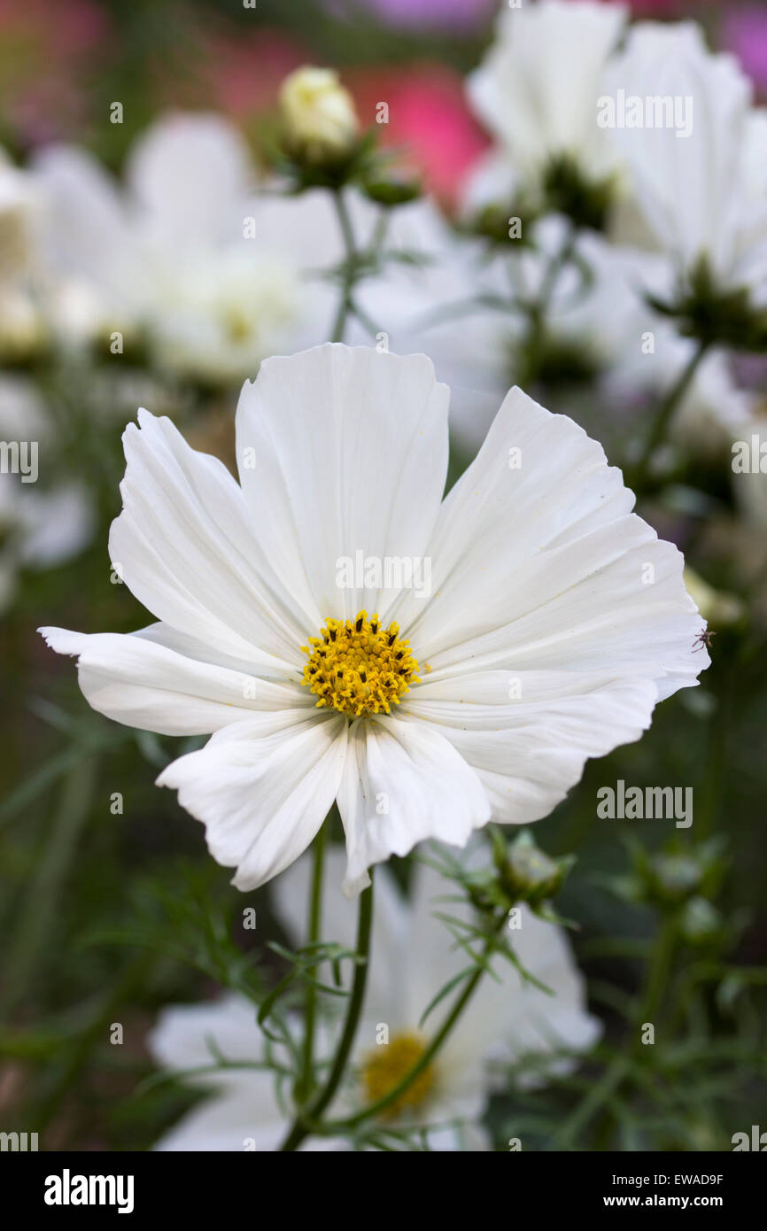 Yellow centered, pure white flower of the bedding annual, Cosmos ...