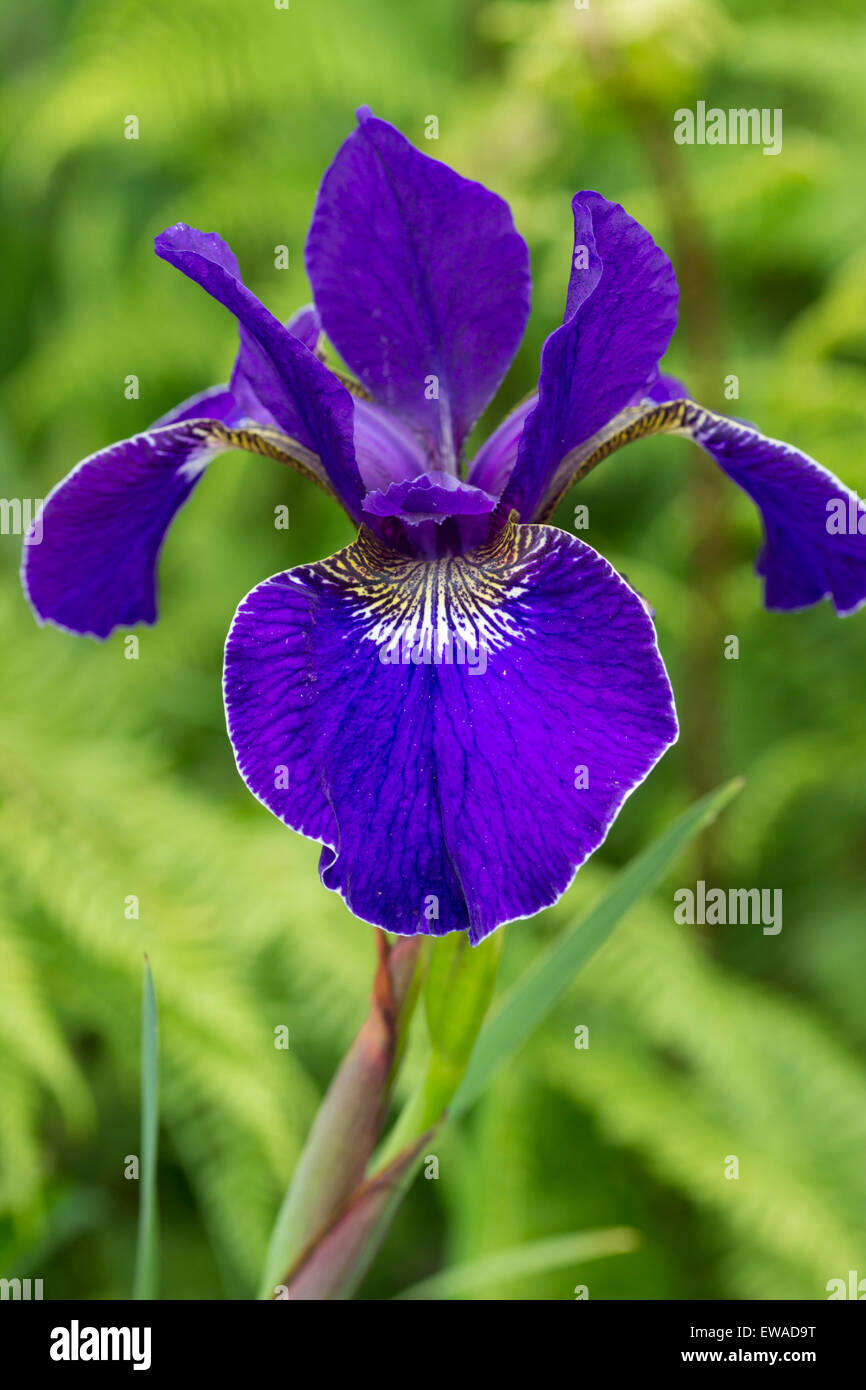 Single flower of the Siberian iris, Iris sibirica 'Silver Edge' Stock ...