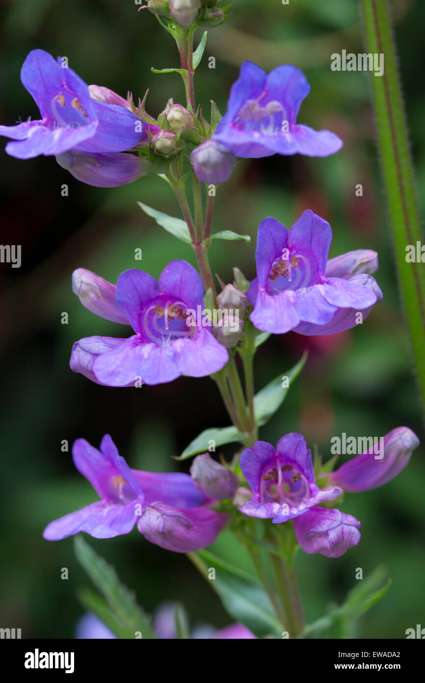 Blue tinged flowers of the summer long blooming evergreen, Penstemon ...