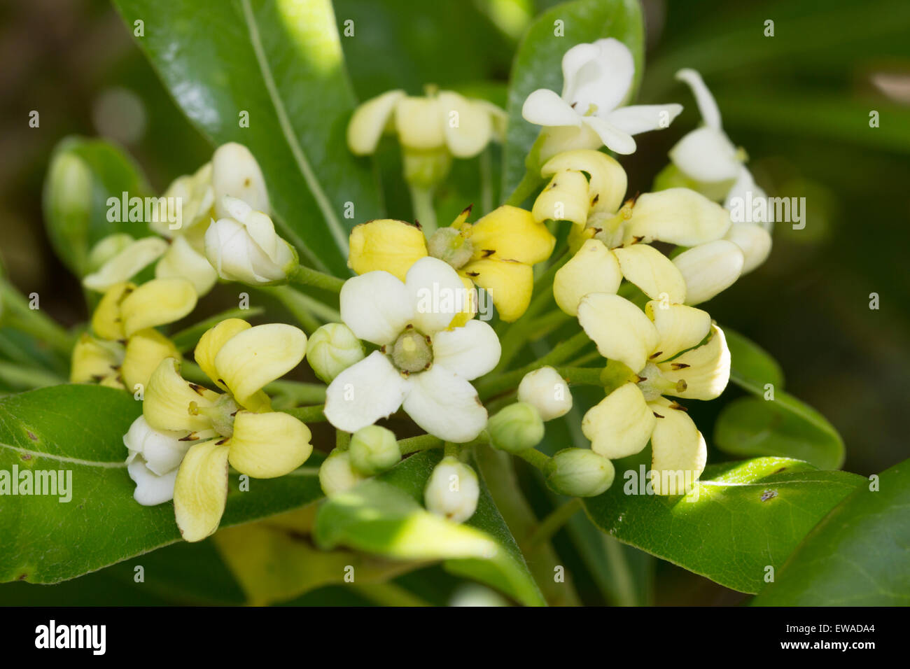 Fragrant flowers of the evergreen Japanese mock orange, Pittosporum ...