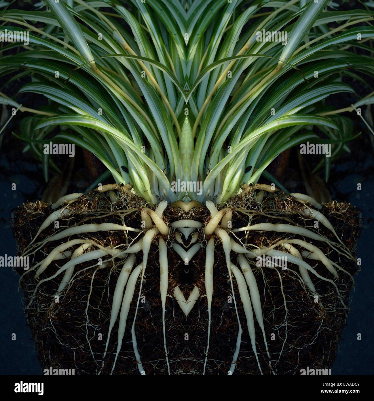 Vertically split, mirrored and horizontally flipped image of plant with ...