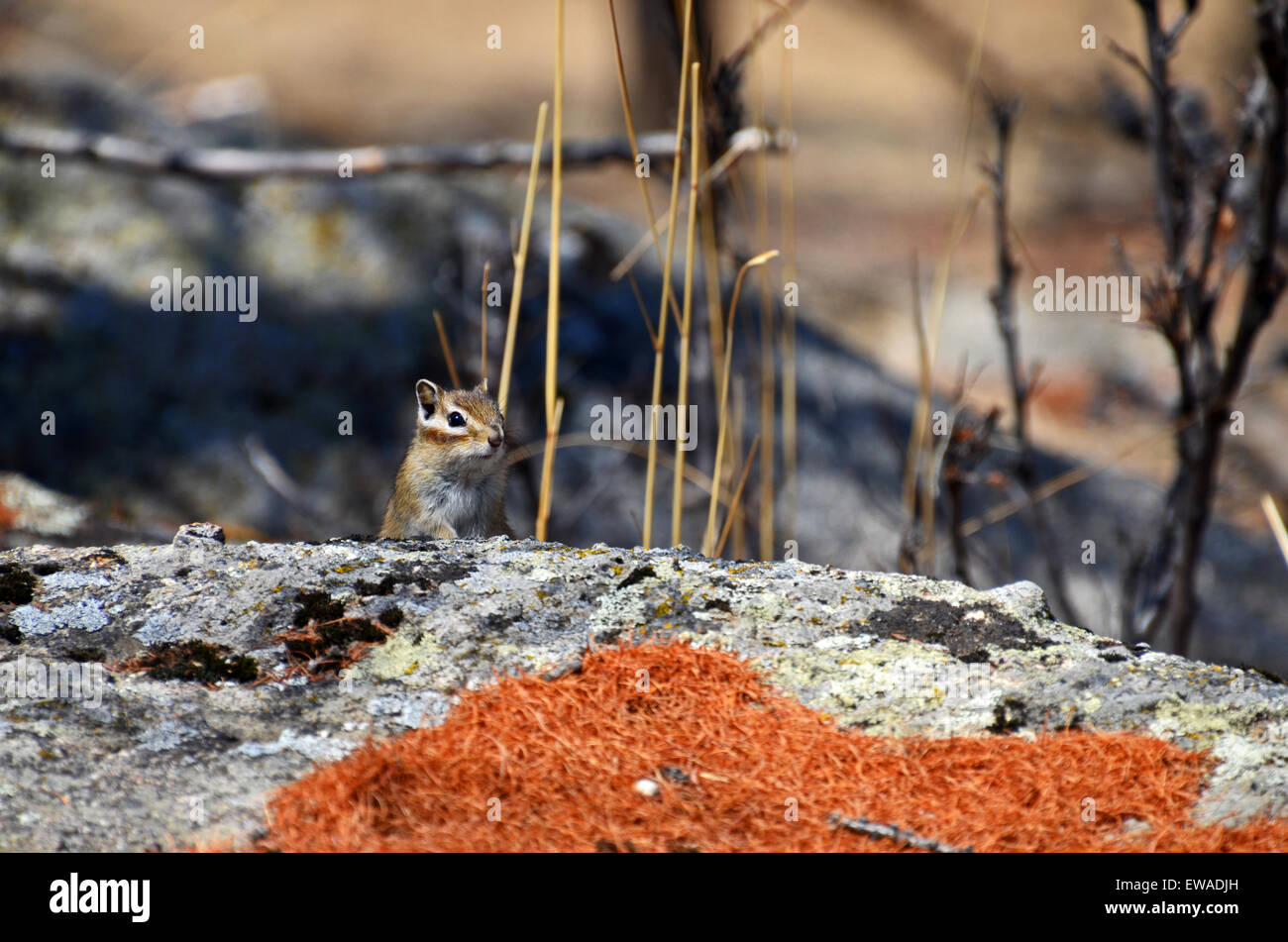 Siberian chipmunk (Eutamias sibiricus), Mongolia Stock Photo - Alamy