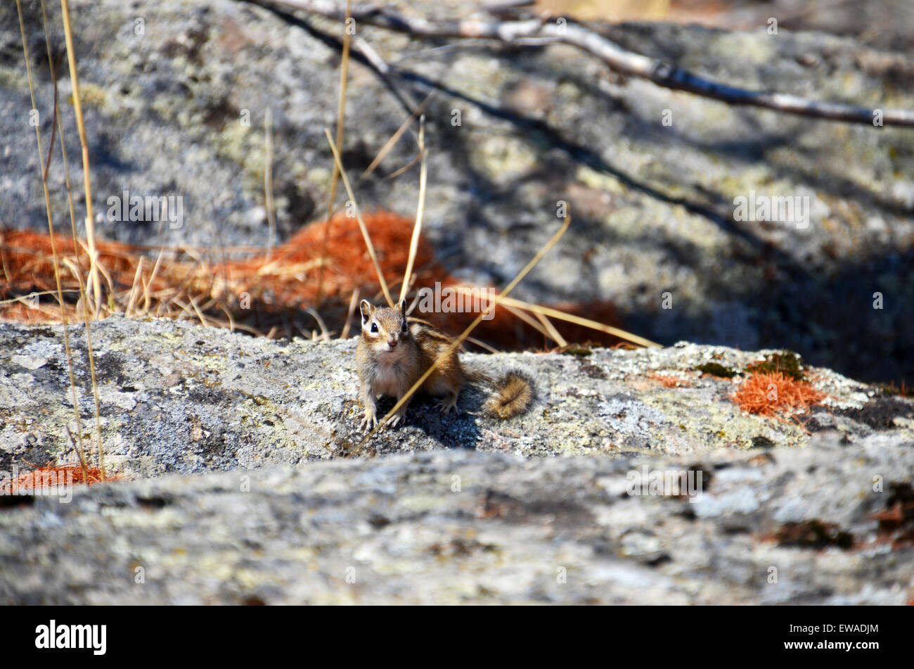 Siberian chipmunk (Eutamias sibiricus), Mongolia Stock Photo - Alamy