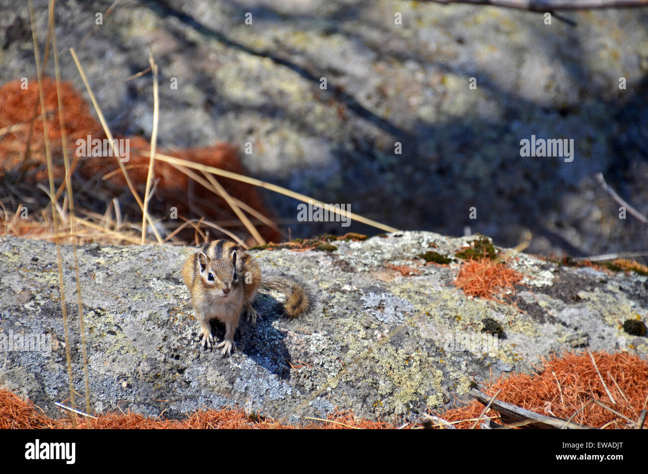 Siberian chipmunk (Eutamias sibiricus), Mongolia Stock Photo - Alamy