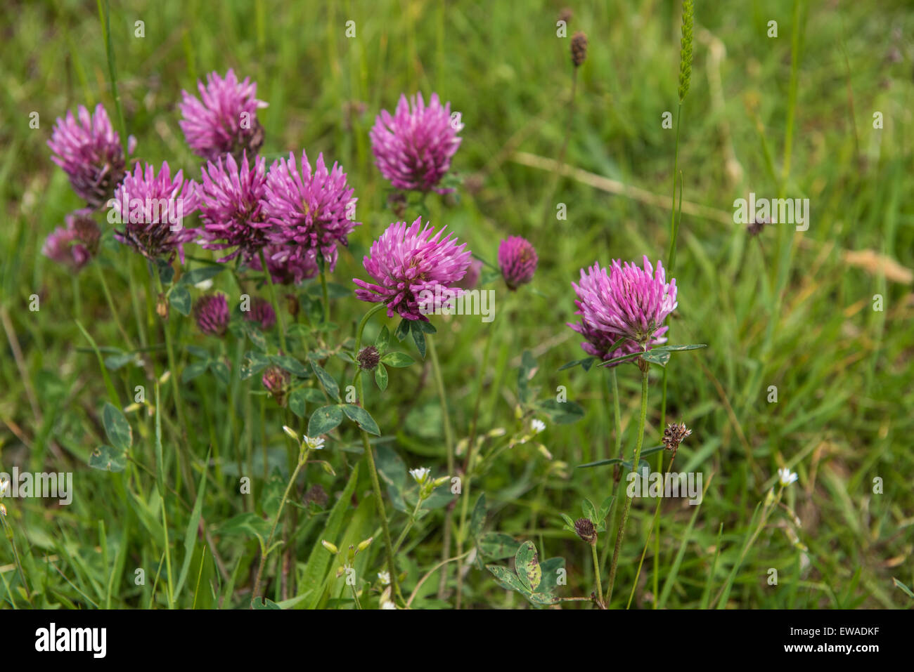 Clover district hi-res stock photography and images - Alamy