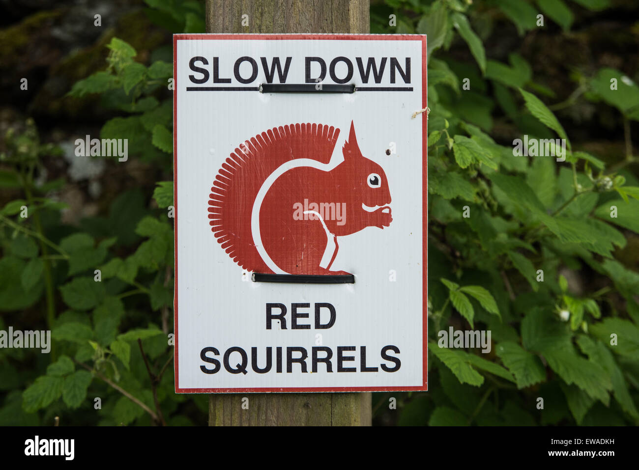 Slow down red squirrels sign at Grasmere Stock Photo - Alamy