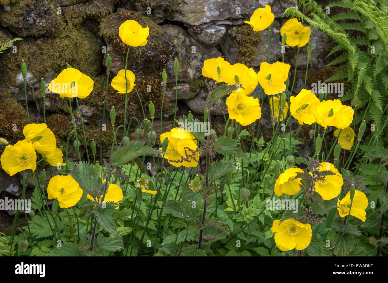 Welsh Poppy (Meconopsis Cambrica Stock Photo - Alamy