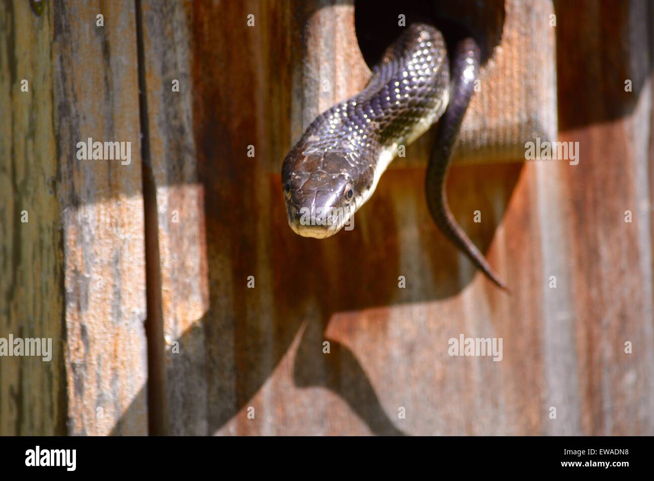 black snake in bluebird house Stock Photo - Alamy