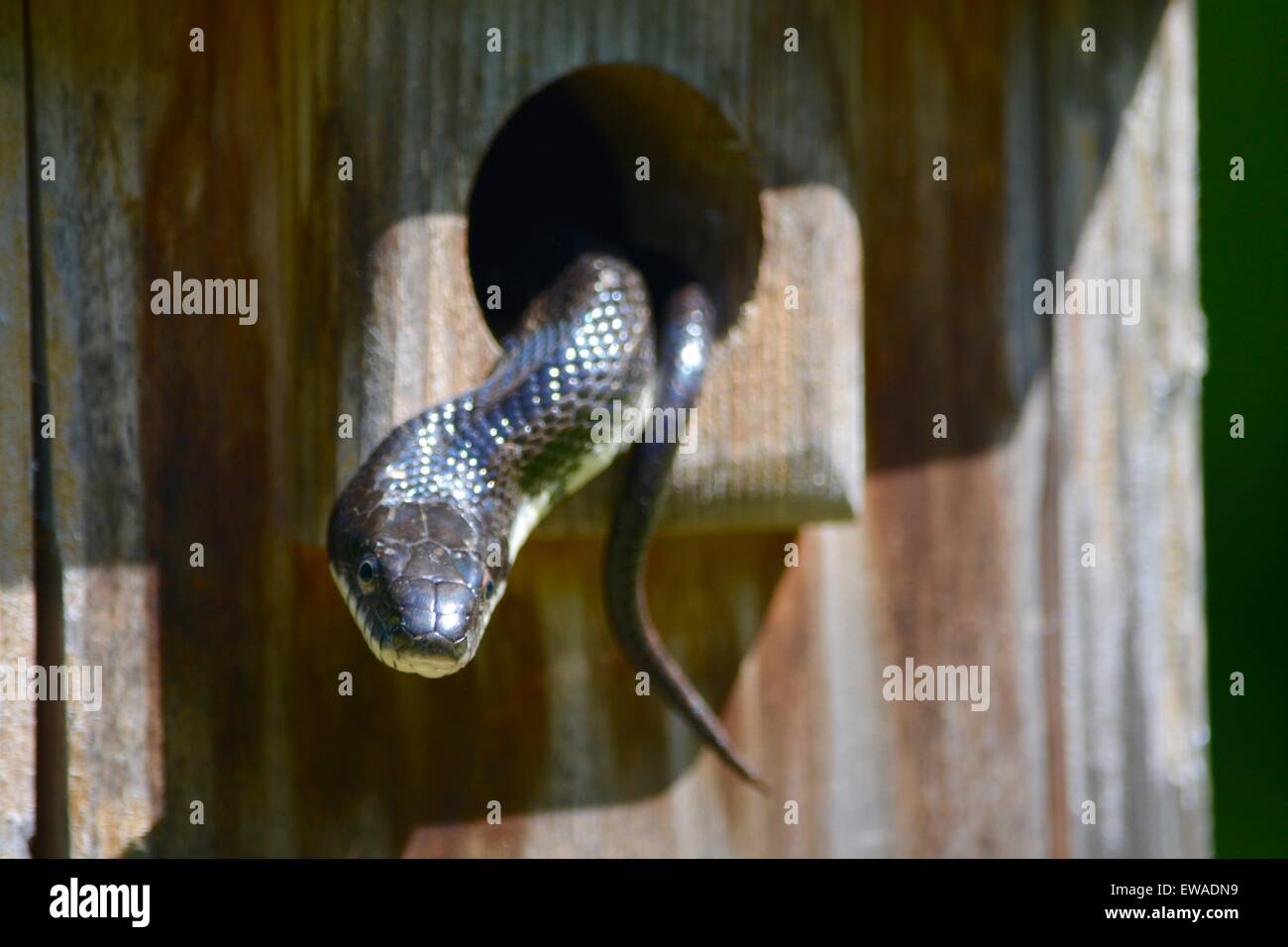 black snake in bluebird house Stock Photo - Alamy