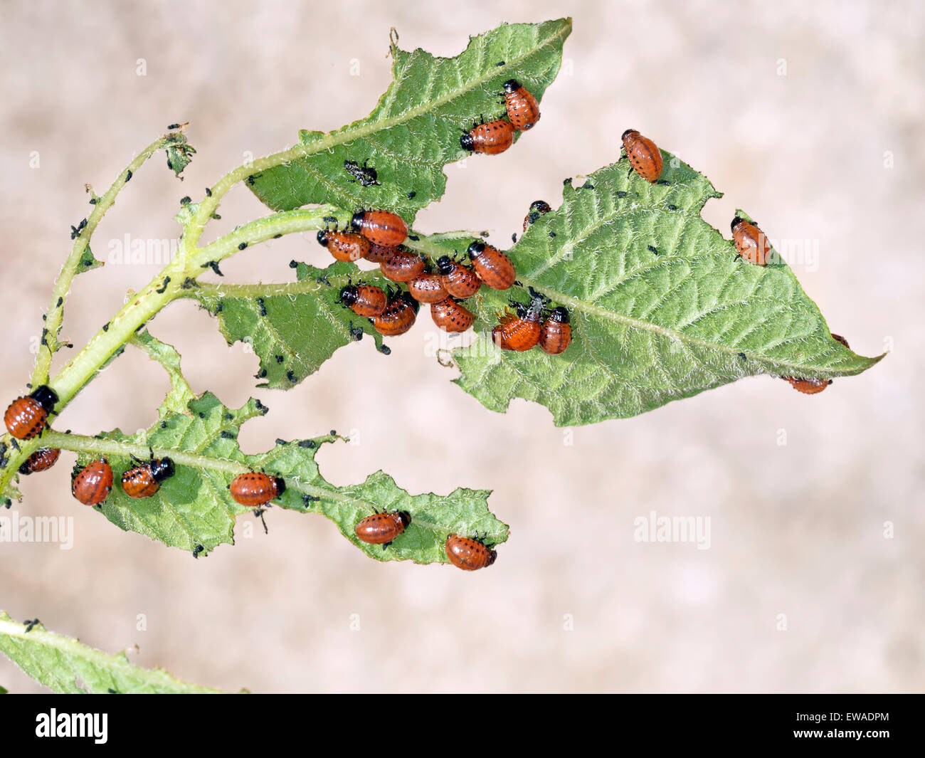 Leptinotarsa decemlineata, Colorado beetle. Larvae feeding on potato leaf. Still a notifiable ...