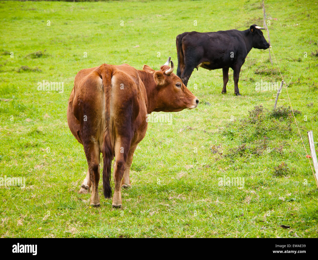 Spain cow farm spanish galician hi-res stock photography and images - Alamy