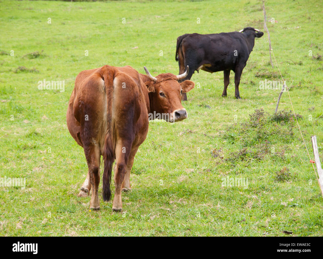 Spain cow farm spanish galician hi-res stock photography and images - Alamy