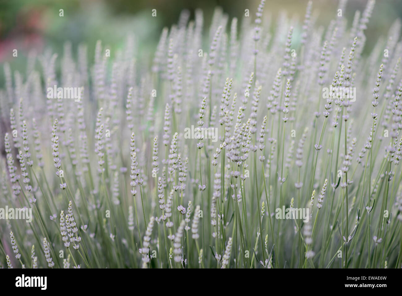 White lavender blossom close up Lavandula angustifolia Stock Photo - Alamy