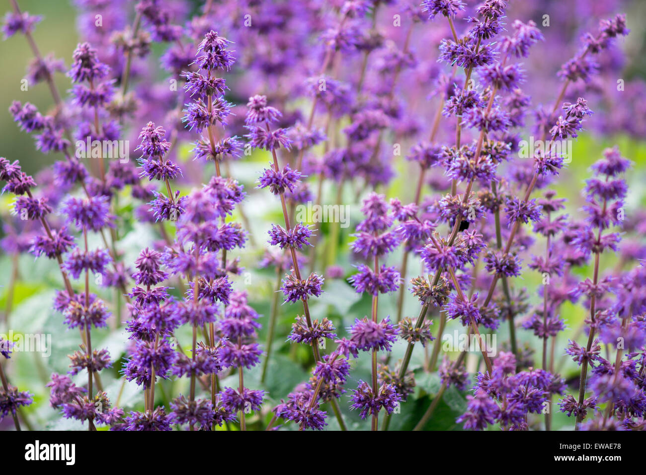 Verticillata Stock Photos & Verticillata Stock Images - Alamy