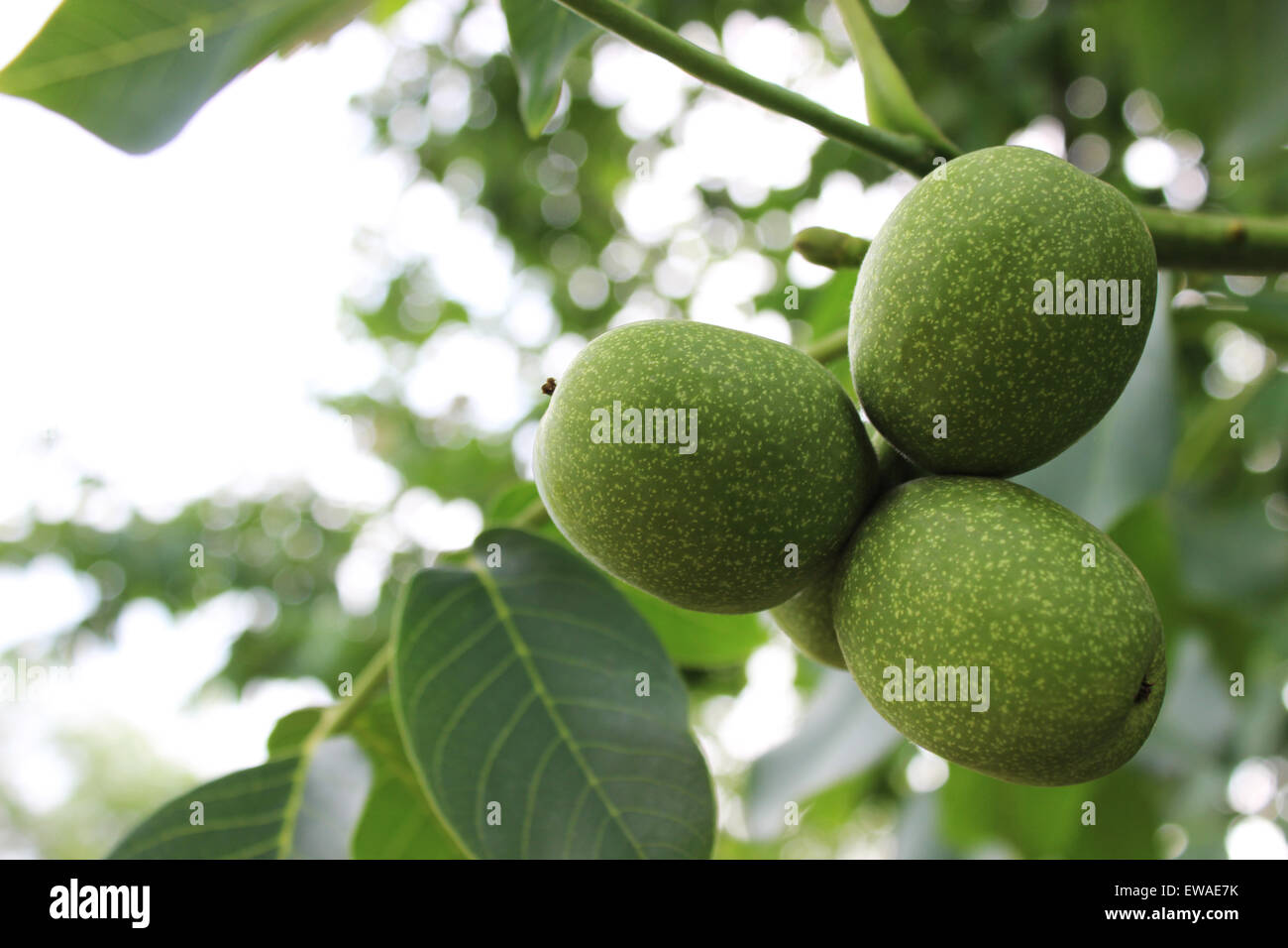 Summer nuts hi-res stock photography and images - Alamy