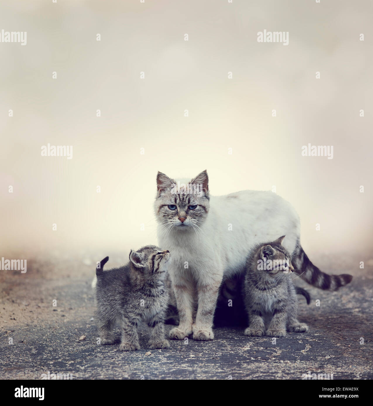 Homeless Kittens Beside Their Mother Cat Stock Photo - Alamy