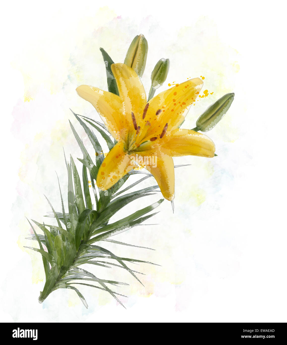 Flower digital painting hi-res stock photography and images - Alamy