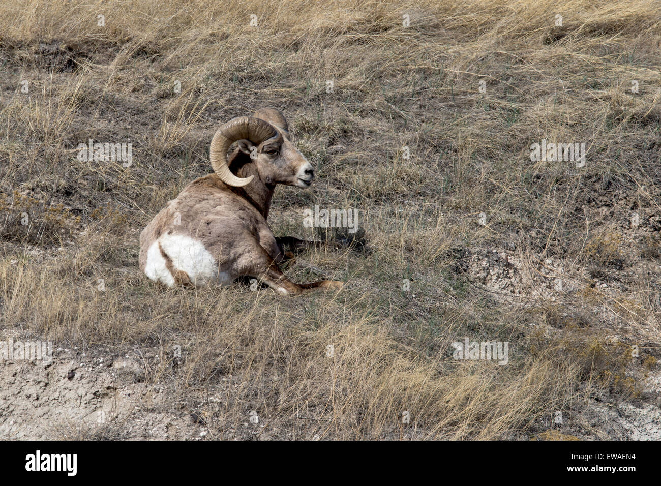 Bighorn sheep laying down hi-res stock photography and images - Alamy