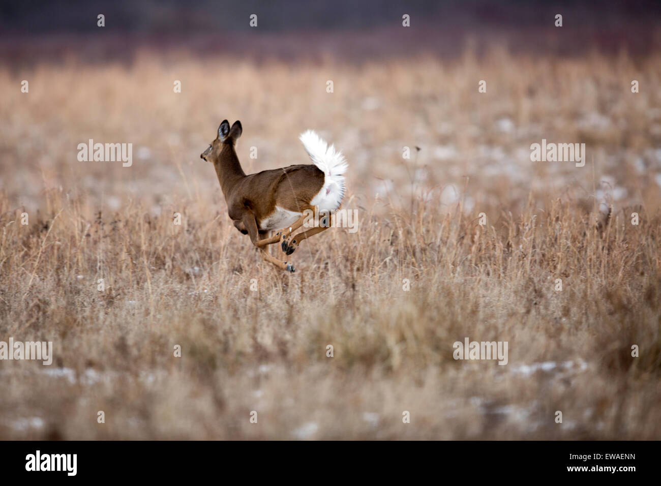 Whitetail doe deer running in field, white tail up in the air Stock ...