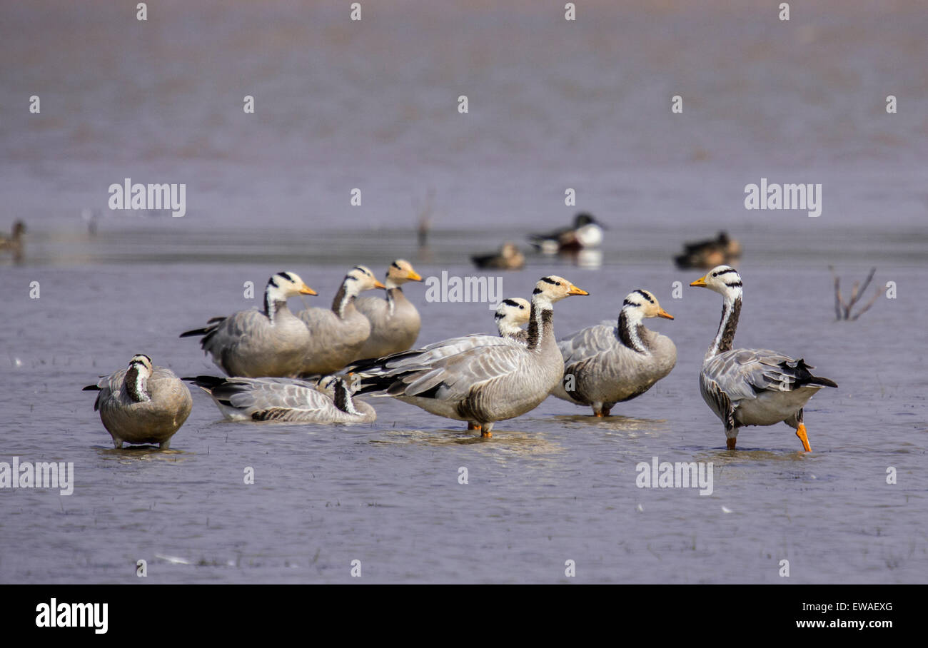 Hello There !!! Stock Photo - Alamy