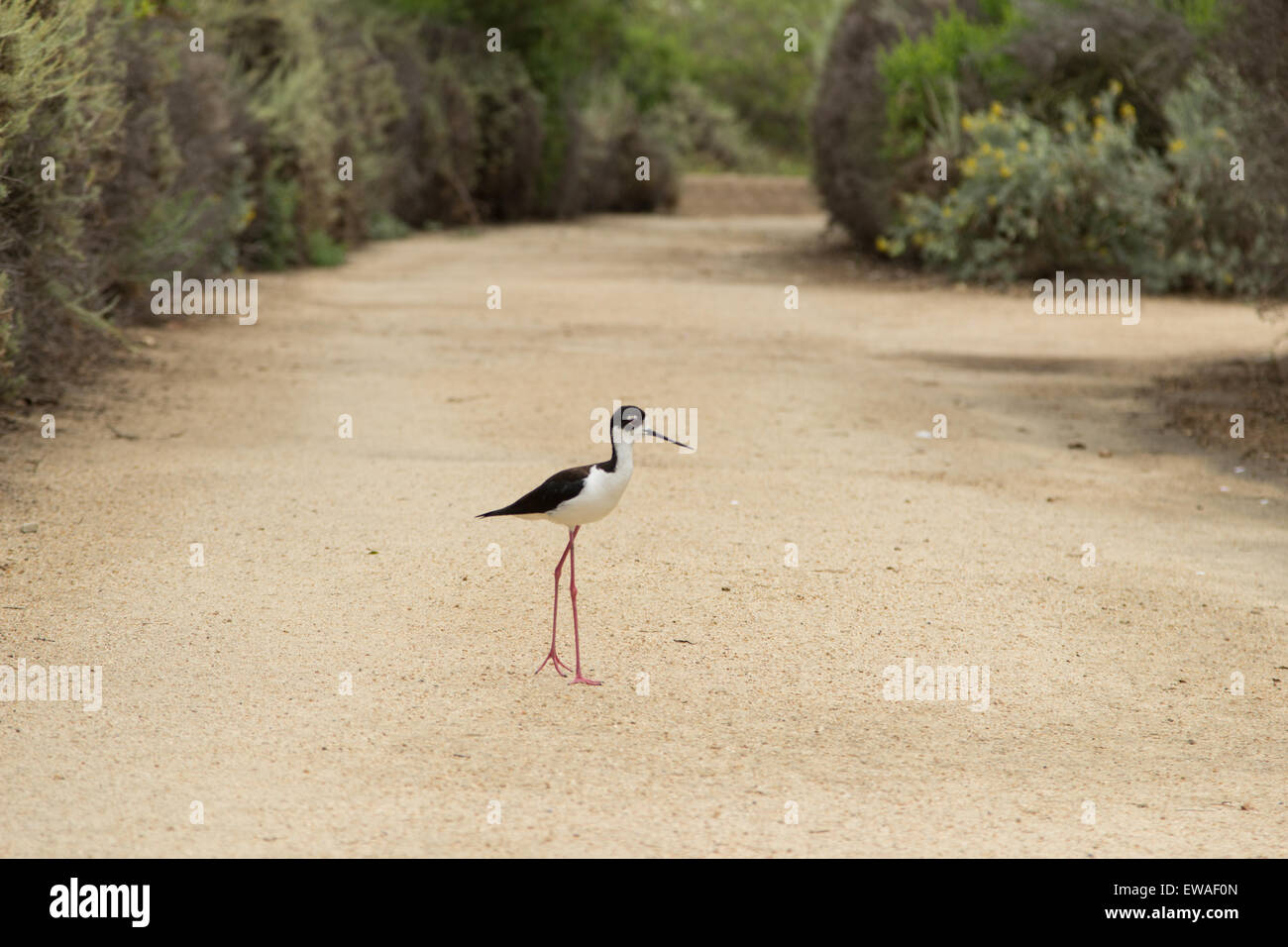 Stilt shorebird hi-res stock photography and images - Alamy