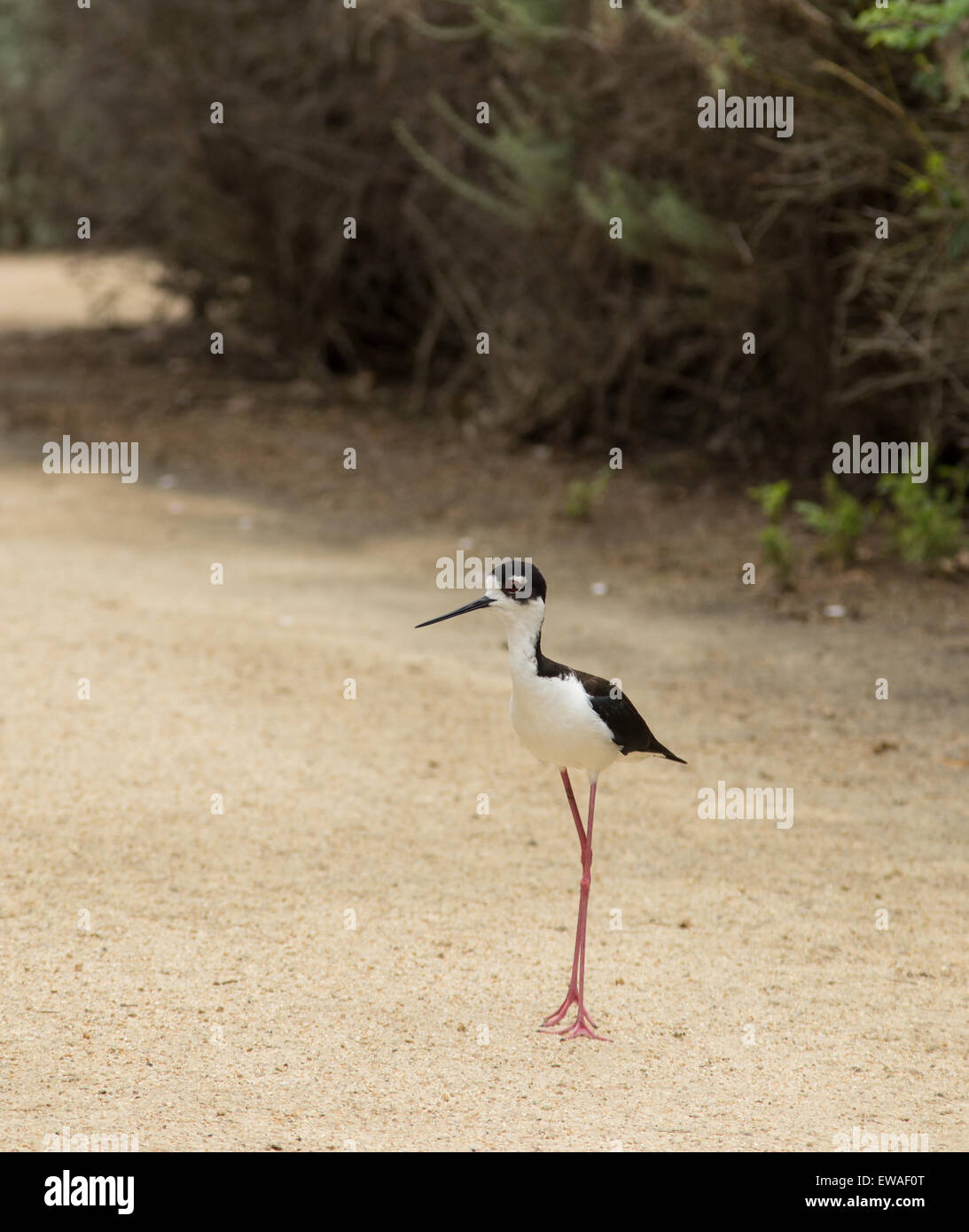 Stilt shorebird hi-res stock photography and images - Alamy
