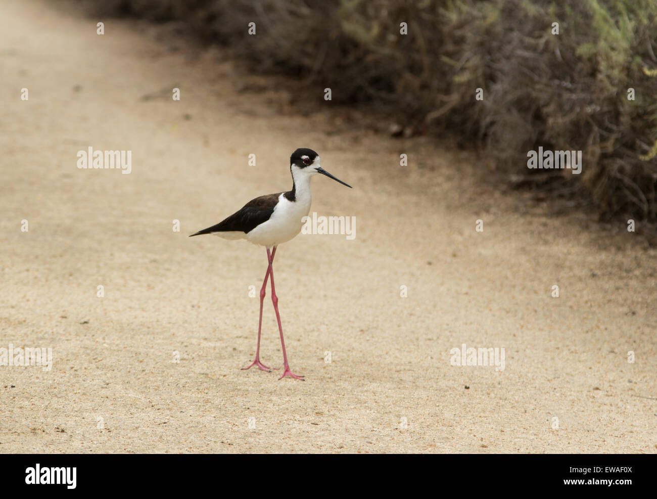 Stilt shorebird hi-res stock photography and images - Alamy