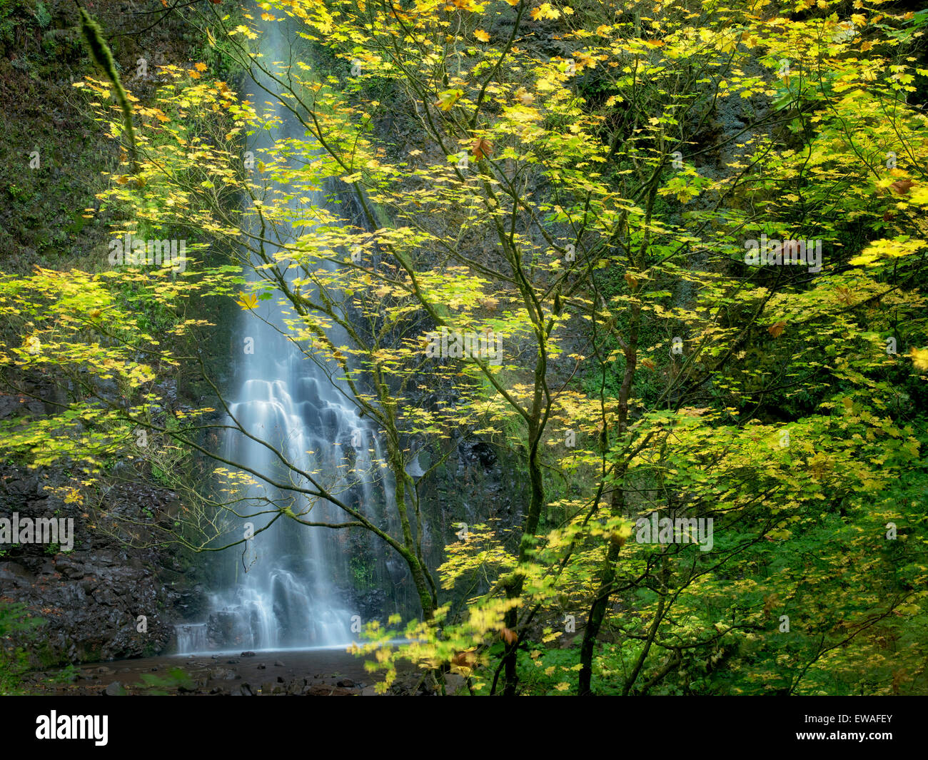 Double Falls and fall color. Silver Falls State Park, Oregon Stock ...