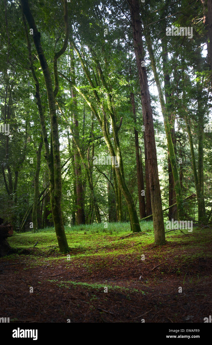 Navarro River Redwoods State Park Stock Photo - Alamy