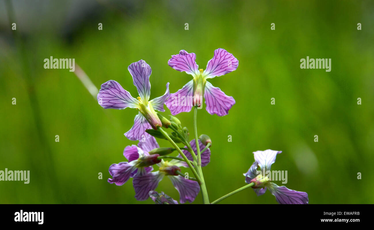 Radish flowers hi-res stock photography and images - Alamy