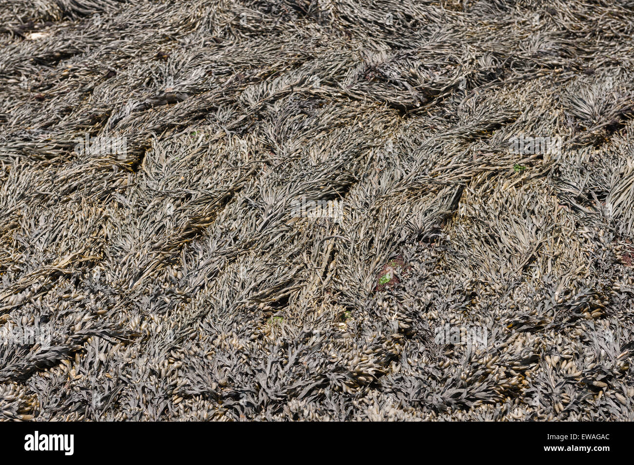 Knotted Wrack Algae High Resolution Stock Photography and Images - Alamy