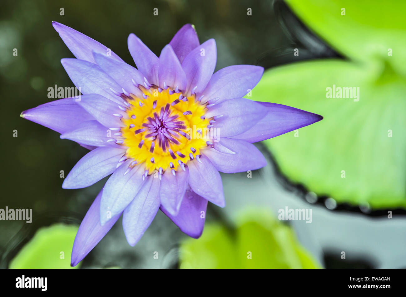 A beautiful purple lotus Stock Photo - Alamy
