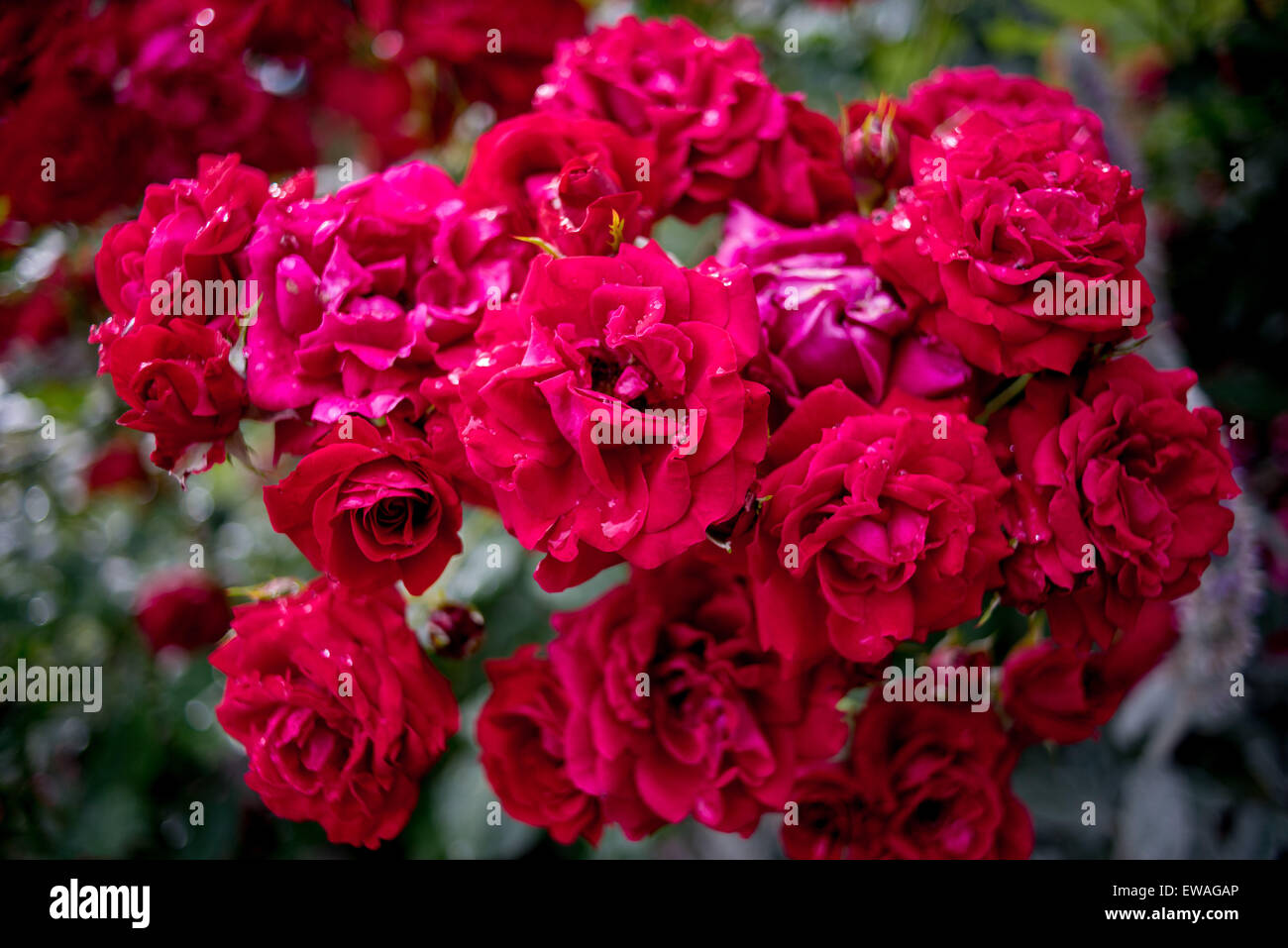 Rich bunch cluster of red roses with raindrops on petals Stock Photo ...