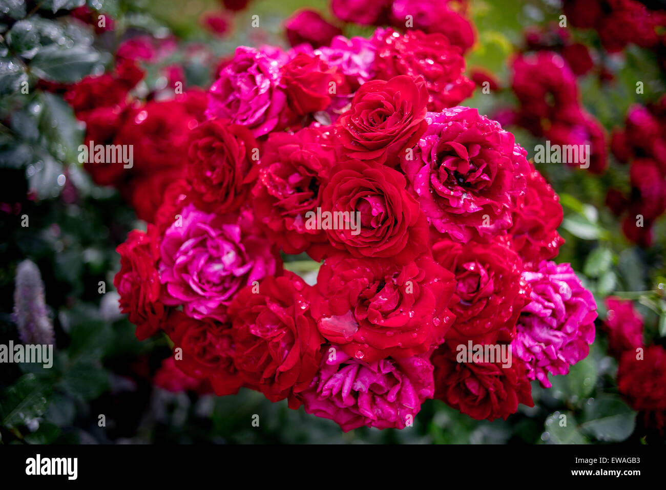 Rich bunch cluster of red roses with raindrops on petals Stock Photo ...