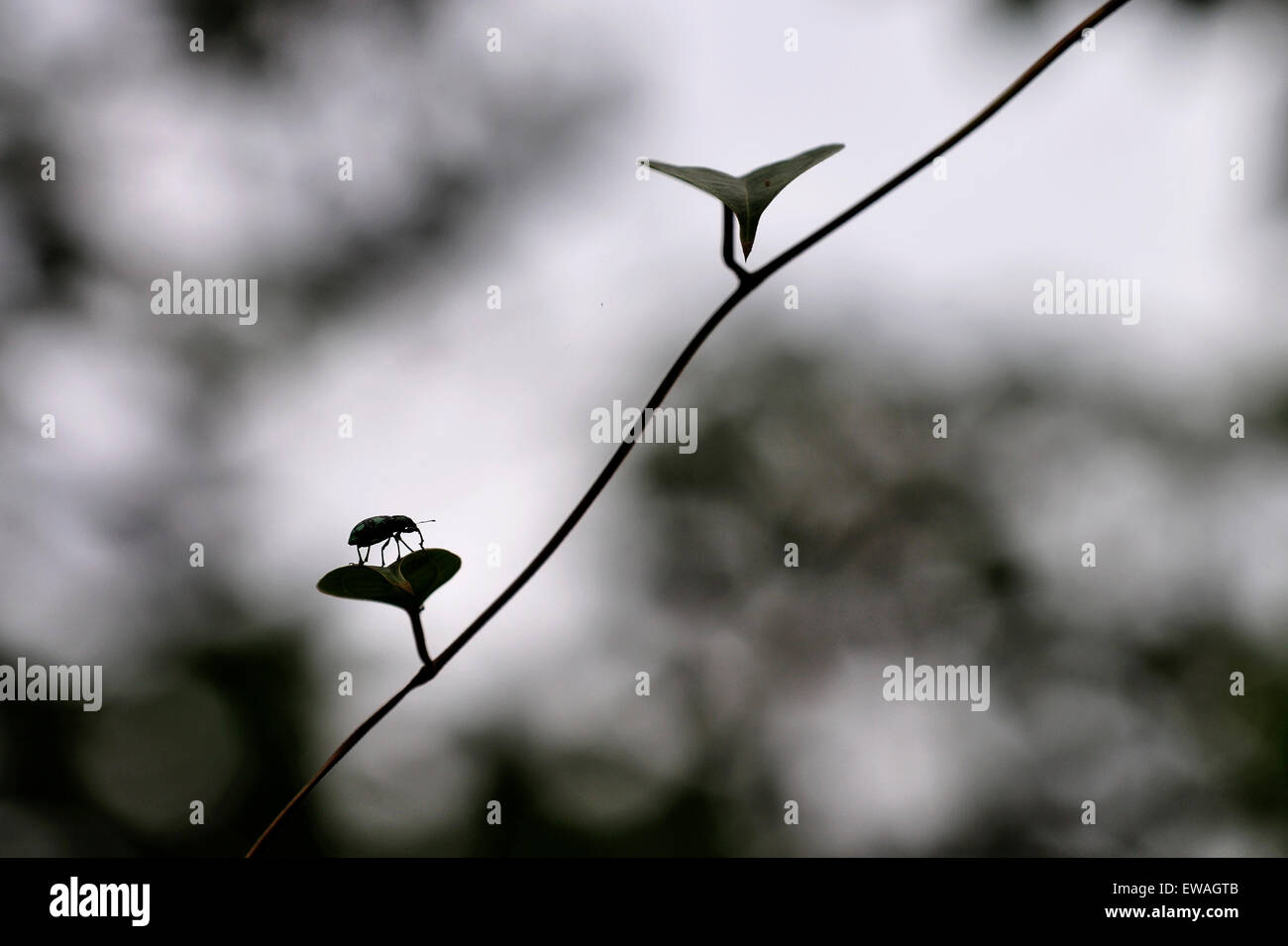 Microcosm hi-res stock photography and images - Alamy