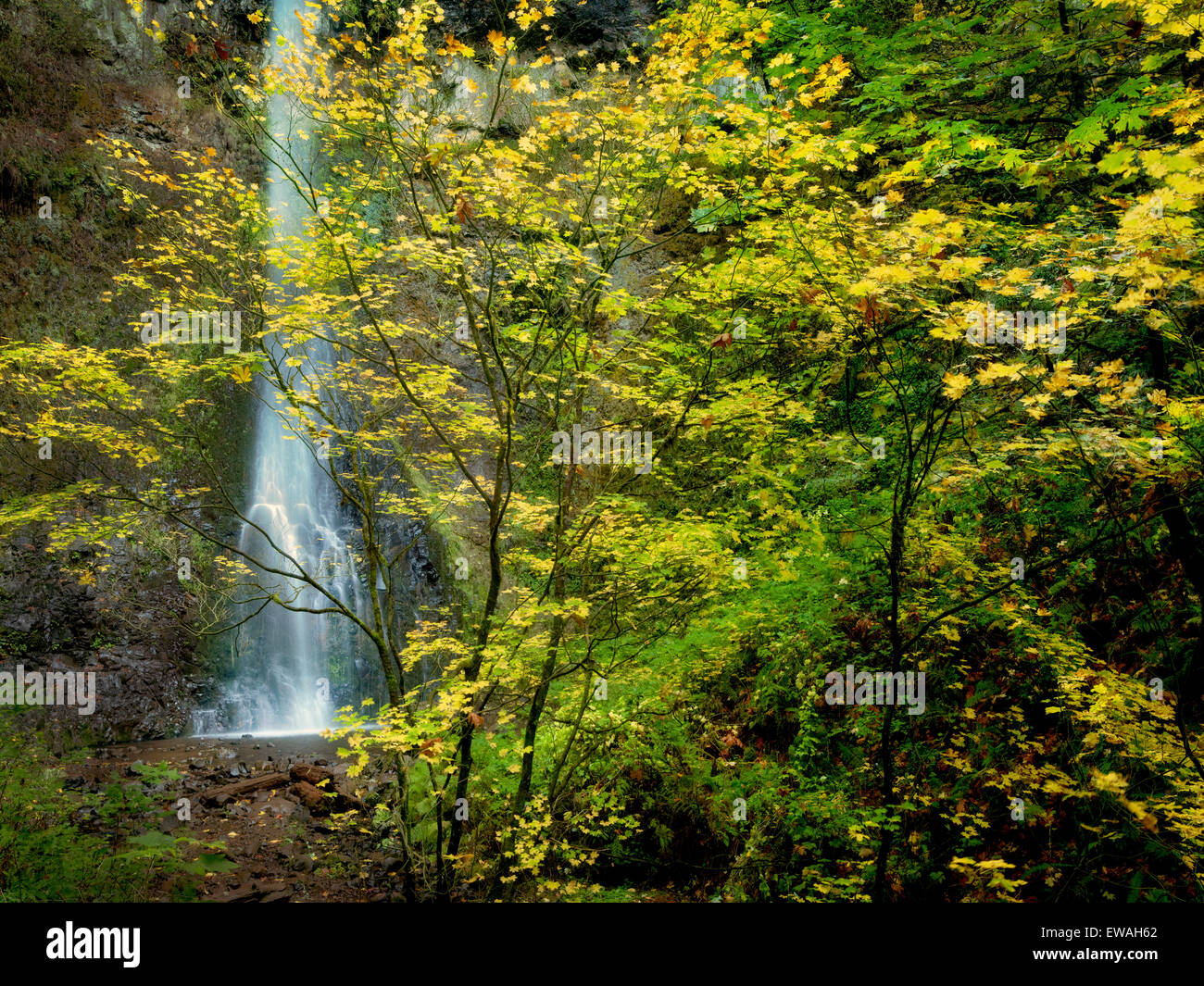 Double Falls and fall color. Silver Falls State Park, Oregon Stock ...