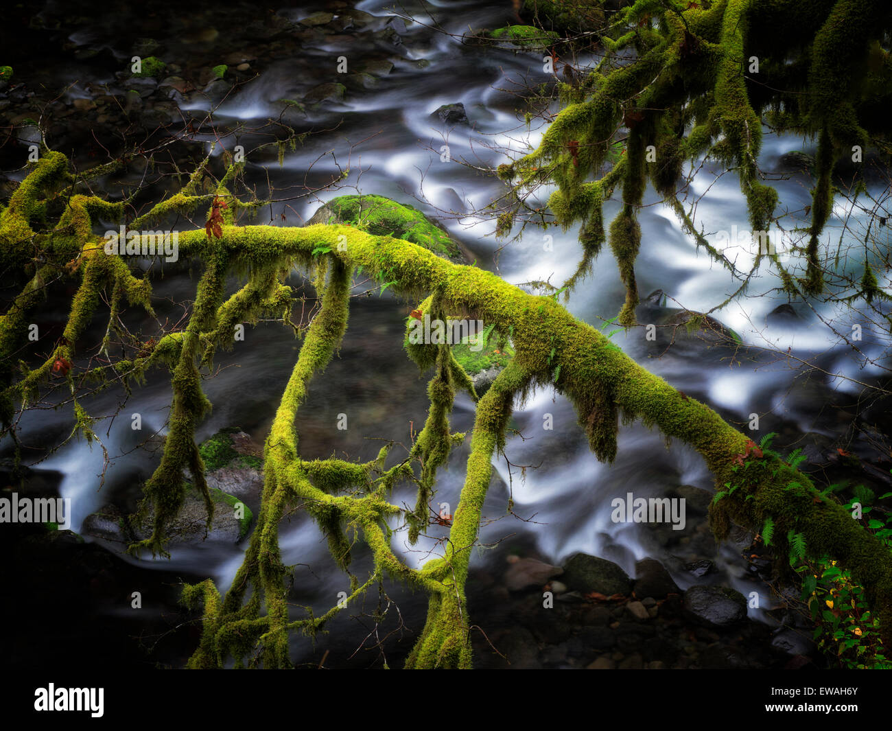 Moss covered tree along banks of Eagle Creek. Columbia River Gorge ...