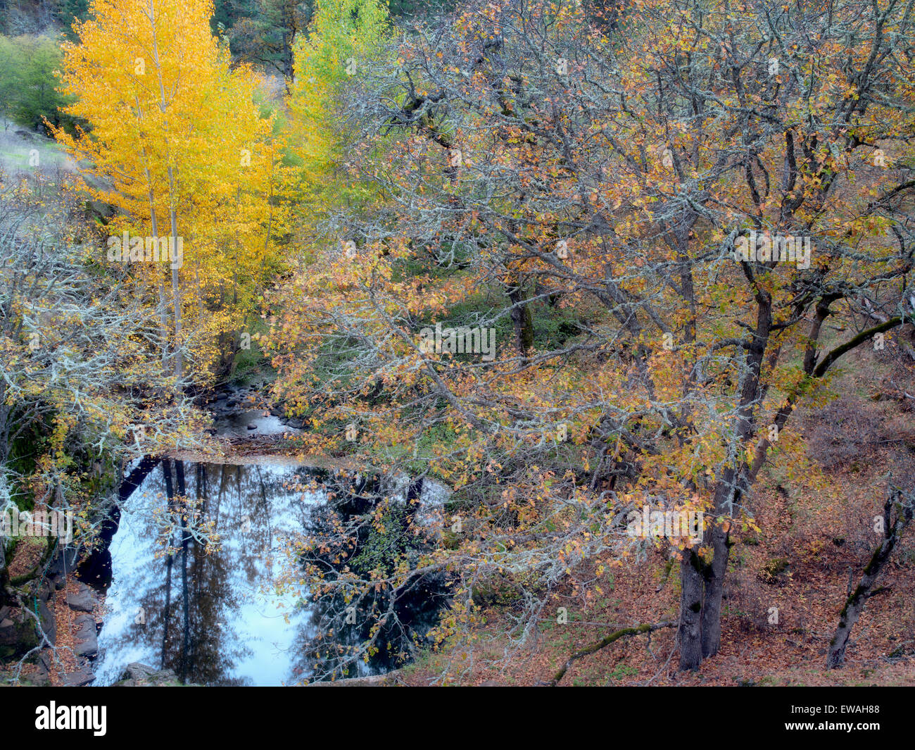 Catherine Creek with pool and fall color. Columbia River Gorge National ...