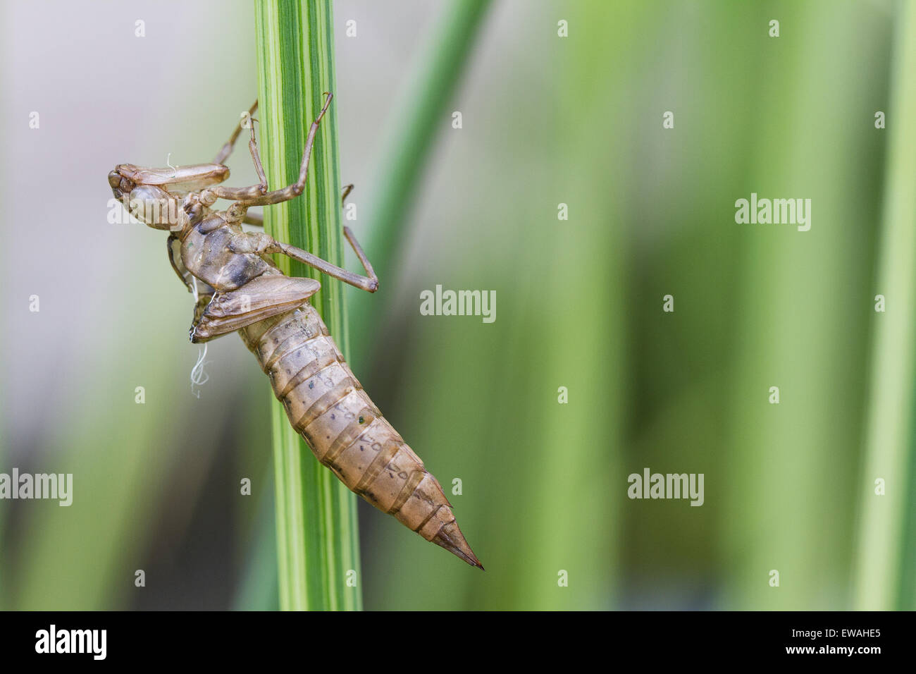 Dragonfly shed skin (exuvia) on reeds above pond after emerging Stock ...