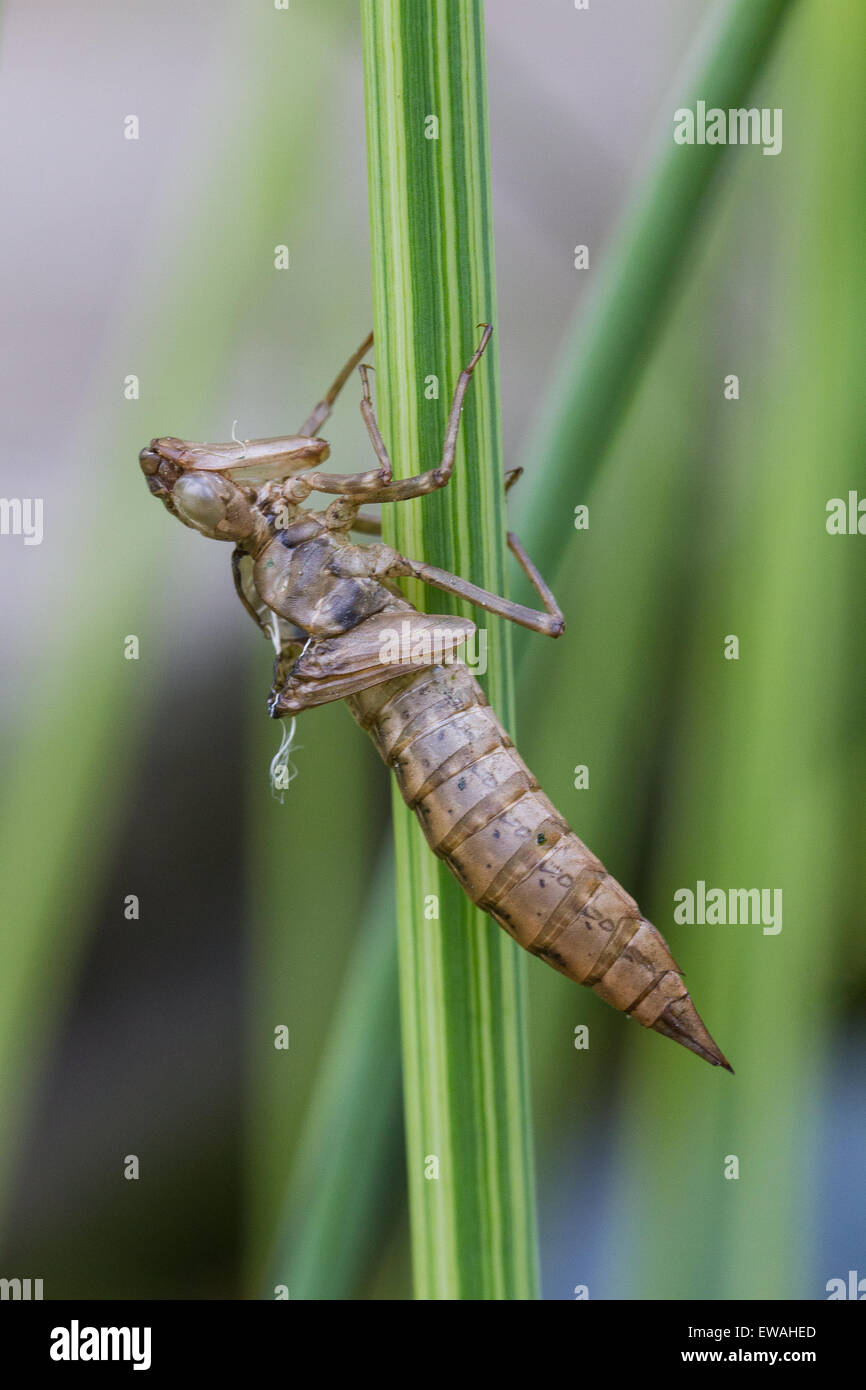 Dragonfly shed skin (exuvia) on reeds above pond after emerging Stock ...