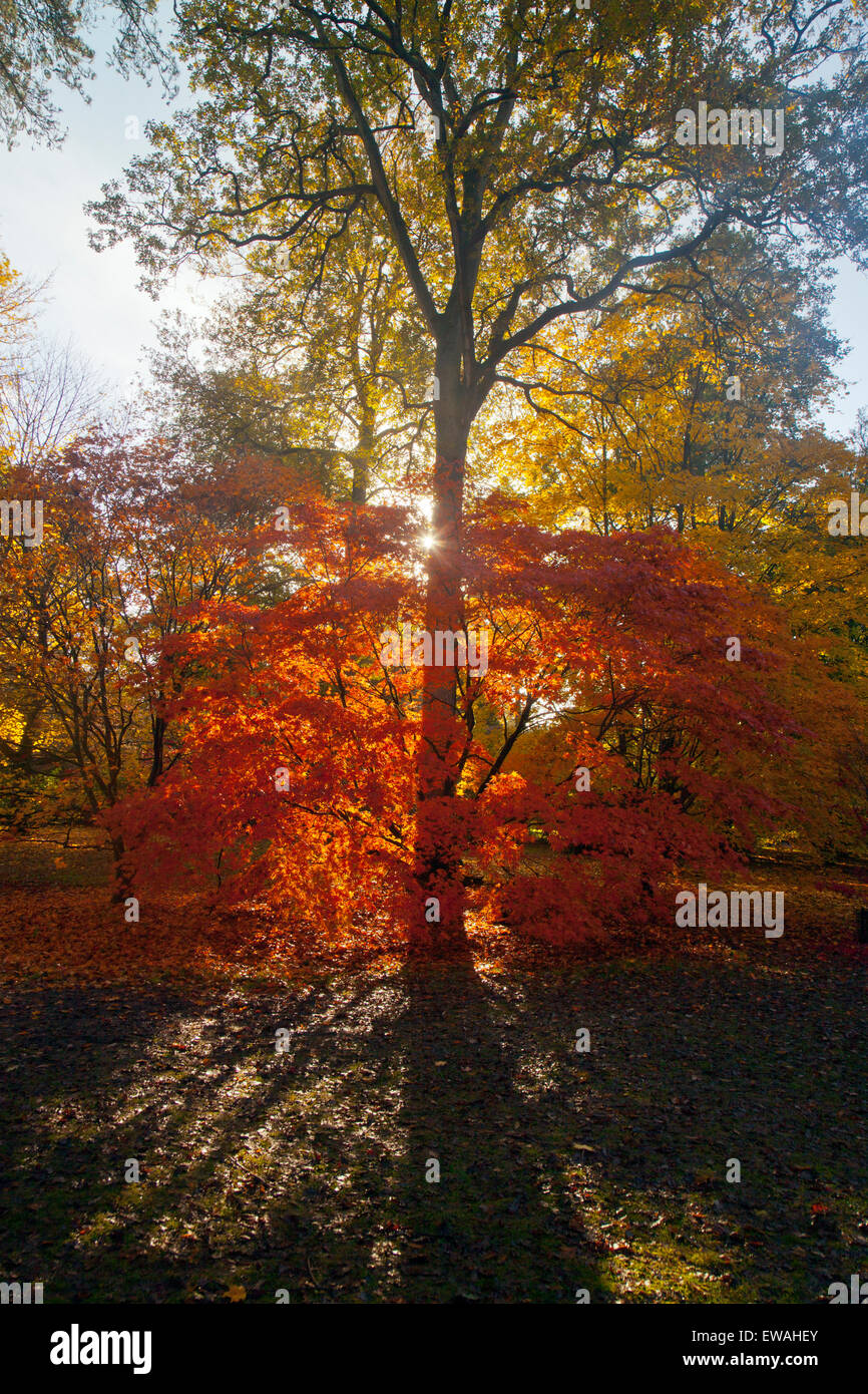 Acer palmatum westonbirt orange hi-res stock photography and images - Alamy