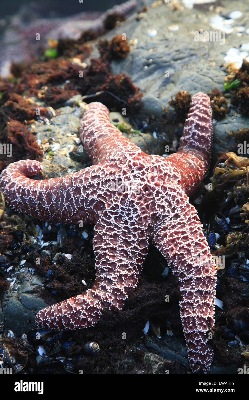 Ocre Sea Star at Chesterman Beach, Tofino, Vancouver Island, British ...