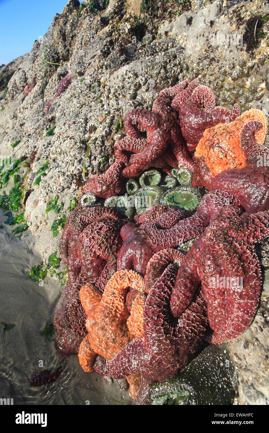 Ocre Sea Stars fish at Chesterman Beach, Tofino, Vancouver Island ...