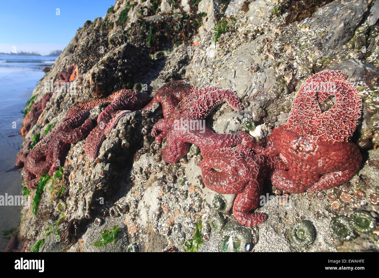 Ocre Sea Stars fish at Chesterman Beach, Tofino, Vancouver Island ...