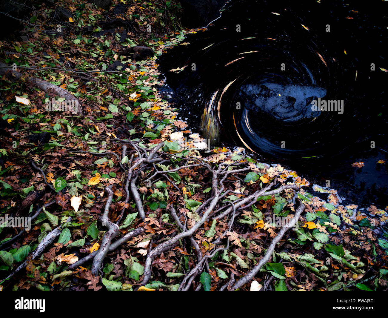 Tree roots along shore of Catherine Creek with fall color. Columbia ...