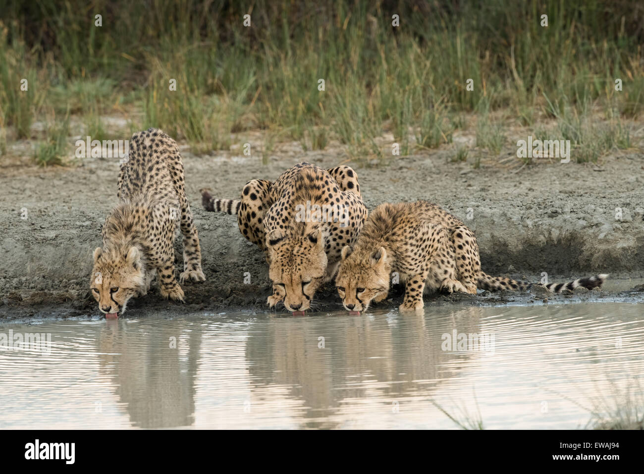 Cheetah family drinking water, Tanzania Stock Photo - Alamy