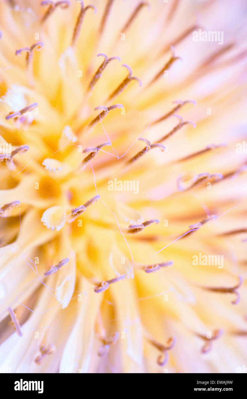 Nature flower close-up Stock Photo - Alamy