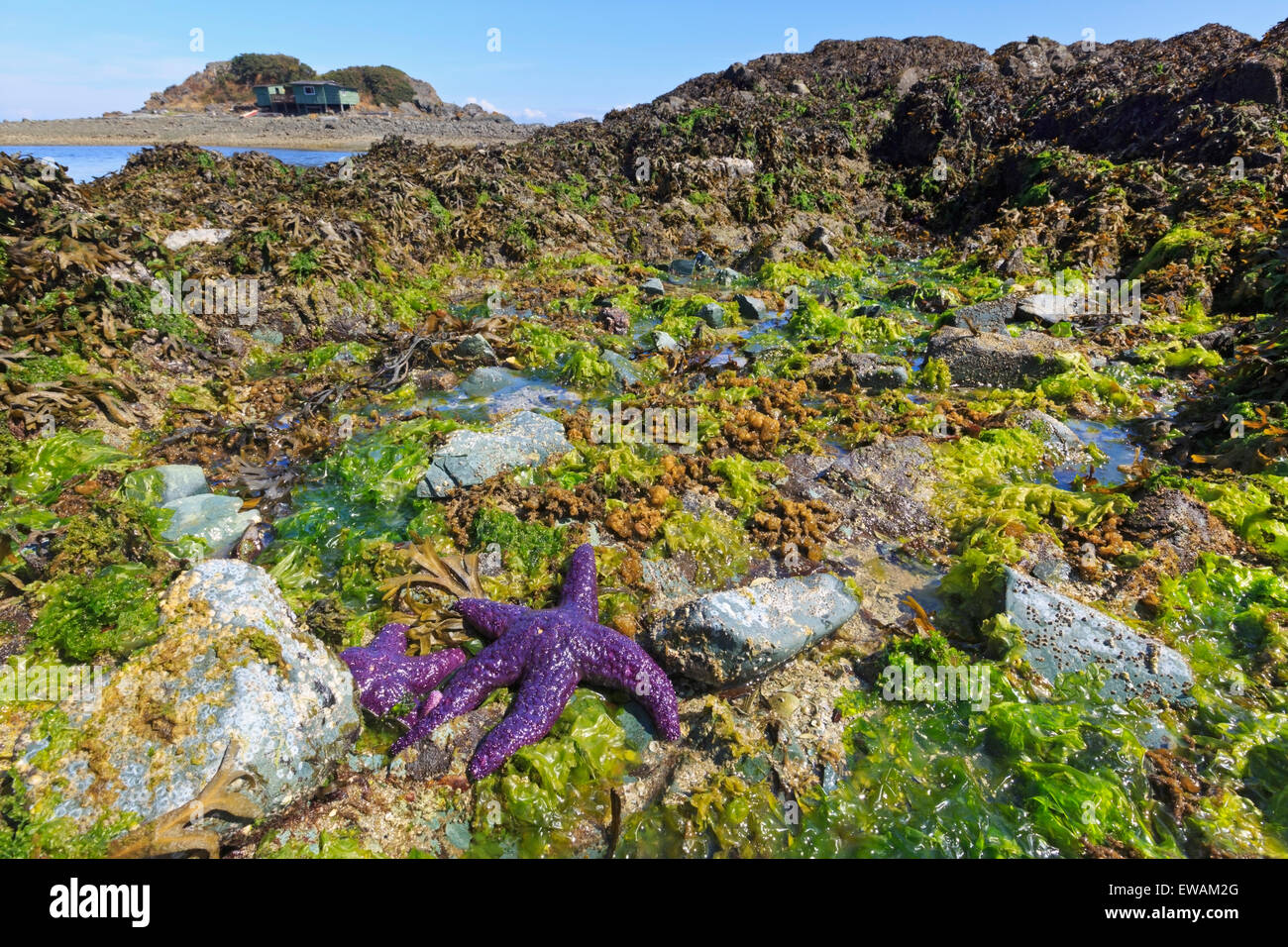 Purple sea star (Pisaster ochraceus) starfish on beach, Pipers Lagoon ...