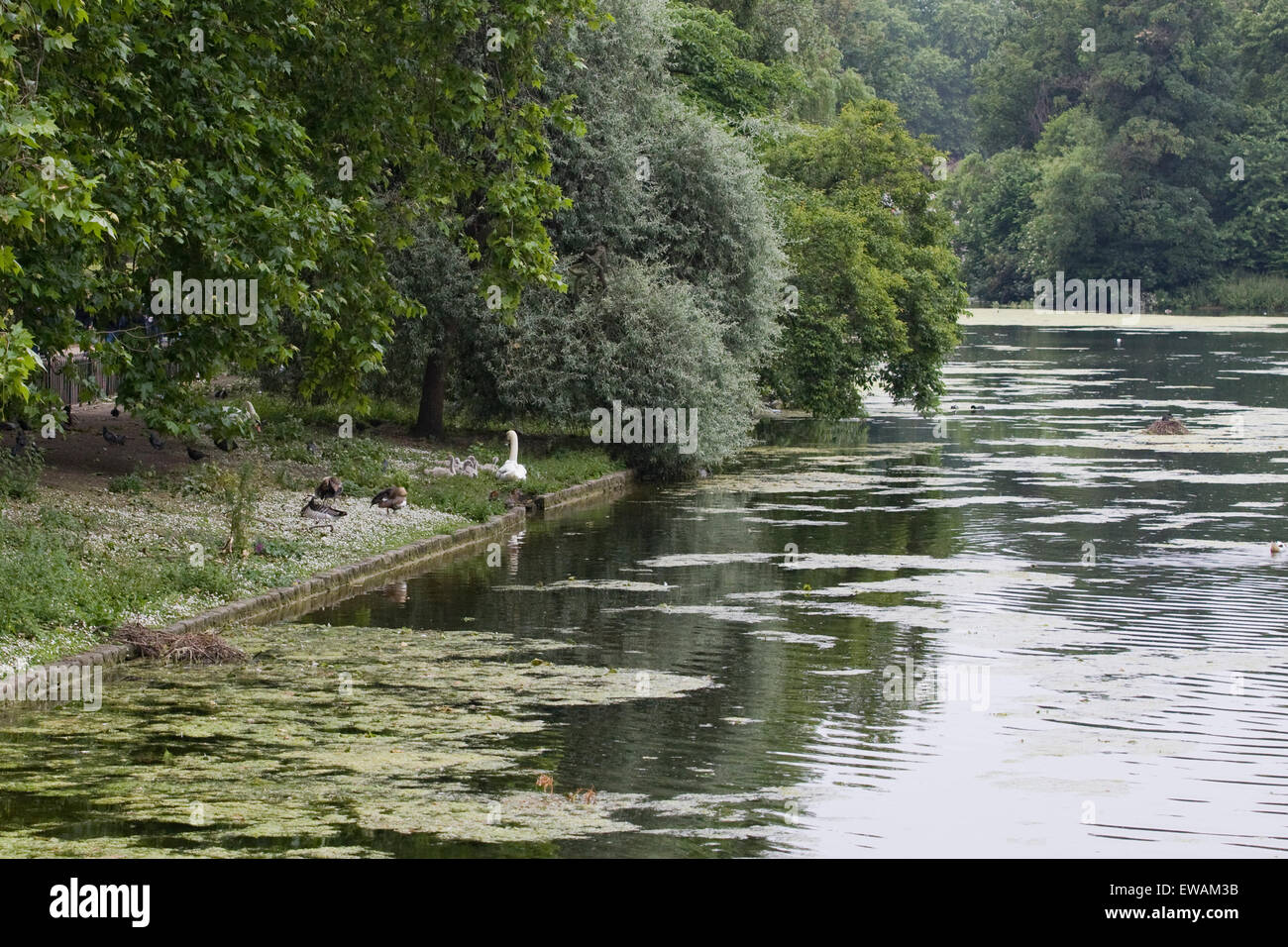 Hyde park london spring flowers hi-res stock photography and images - Alamy