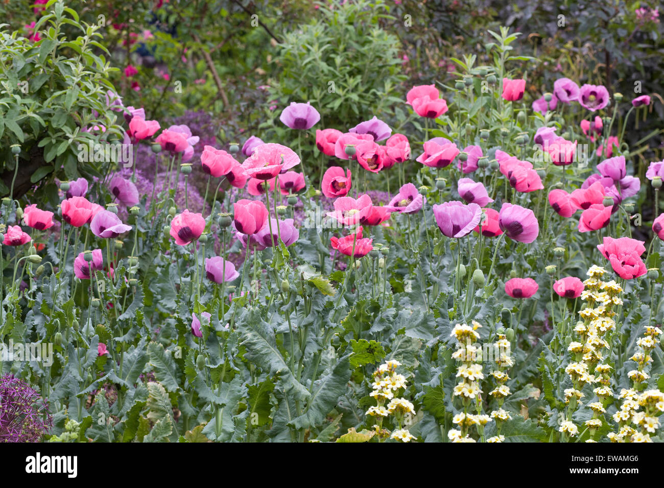 Papaver somniferum - Pink Opium poppy growing in a garden Stock Photo ...